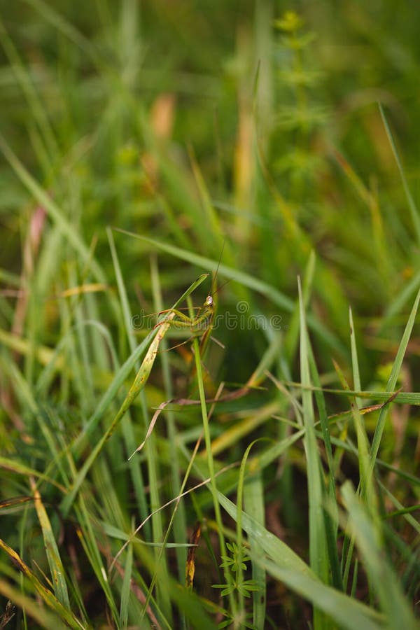 Beautiful Closeup of a Mantis in the Grass Stock Image - Image of ...