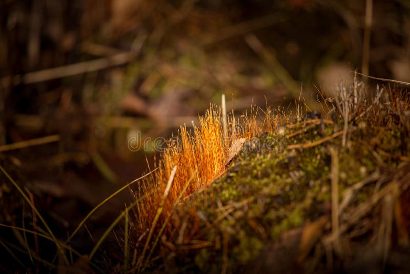 A Beautiful Closeup of a Moss in Early Spring Stock Image - Image of ...