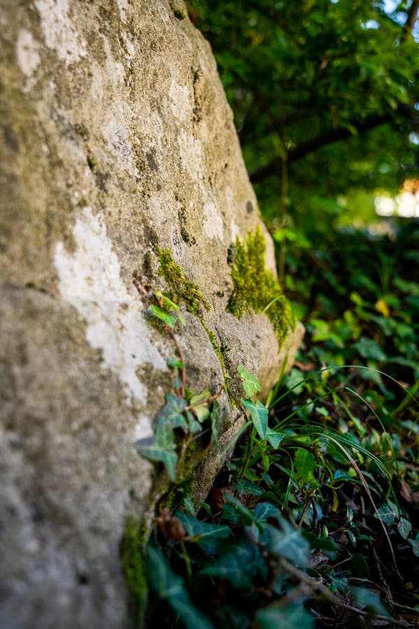 Beautiful Closeup of a Mossy Stone in the Forest Stock Image - Image of ...