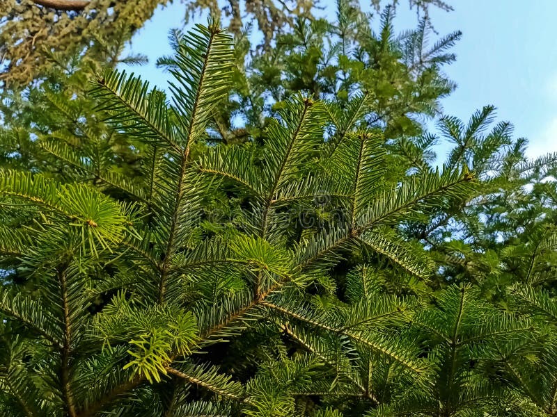 Beautiful Closeup of a Pine Tree Leaf Stock Photo - Image of leaf ...