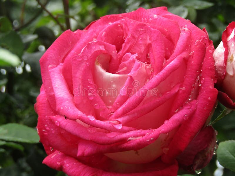 A Beautiful Closeup of a Pink Rose Stock Image - Image of beautiful ...