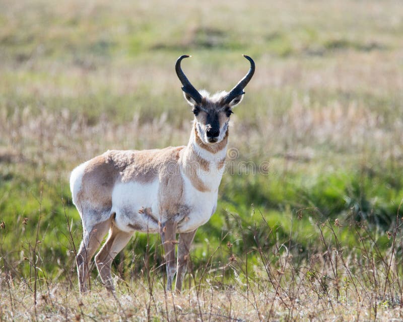 Beautiful Closeup of a Pronghorn Standing in the Field Stock Image ...
