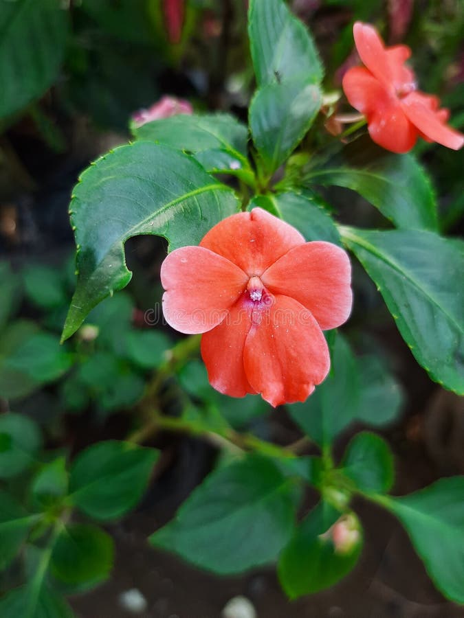 Flower in the river stock photo. Image of yellow, flower - 49073952