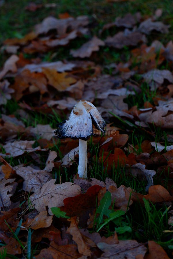 Beautiful Closeup of a Shaggy Mane in the Forest Stock Image - Image of ...