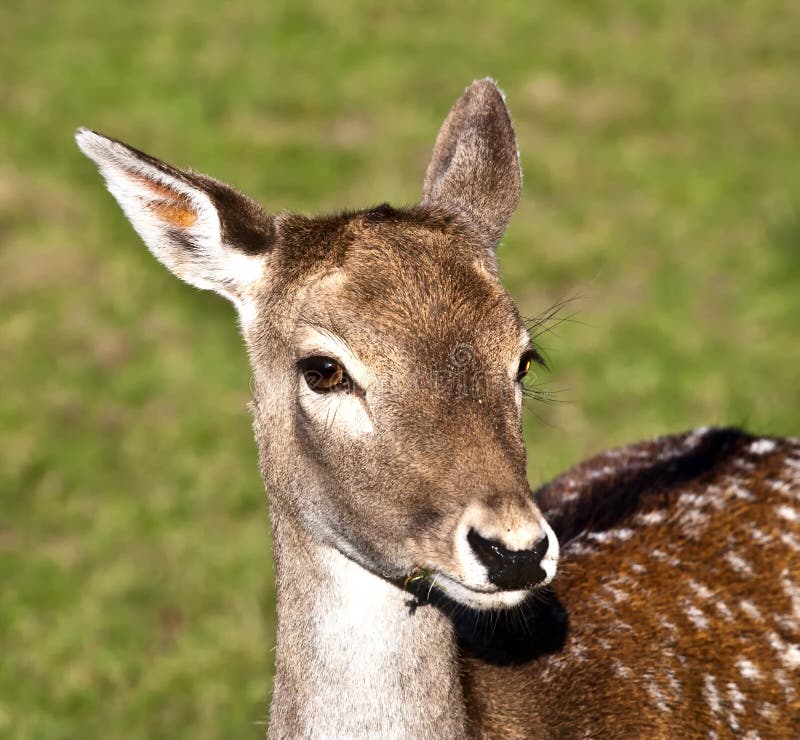Deer face stock photo. Image of look, wilderness, graze - 25327302