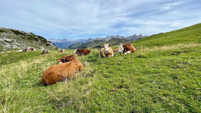Beautiful Closeup of a Simmental Breed Cattle Stock Photo - Image of ...
