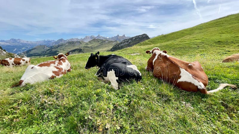 Beautiful Closeup of a Simmental Breed Cattle Stock Photo - Image of ...