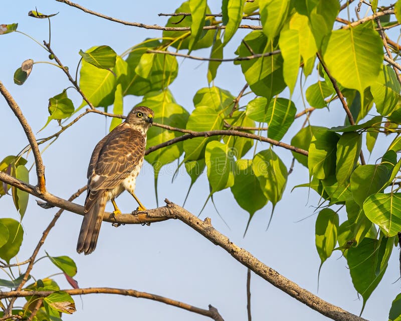 Beautiful Closeup of a Sparrow Hawk on a Tree Looking for Prey Stock ...