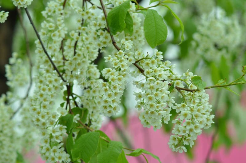 Beautiful Closeup Spring Blossoming Tree Stock Image - Image of life ...
