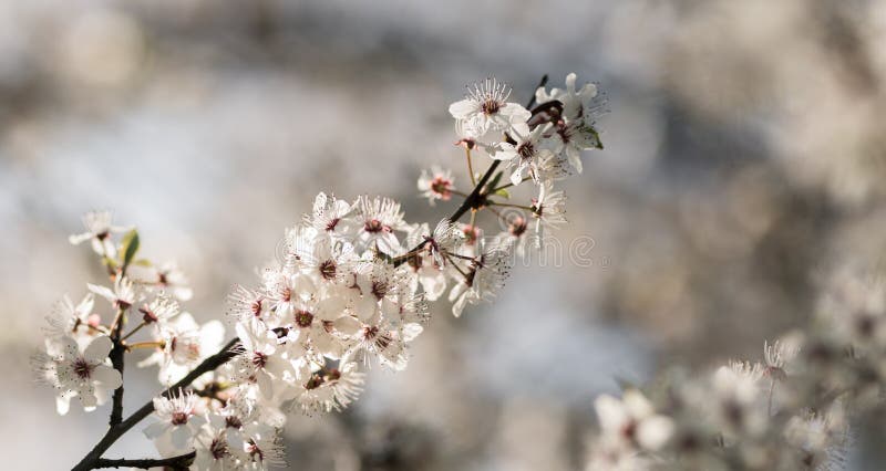 Beautiful Closeup Spring Blossoming Tree Flowers. Bokeh Background ...