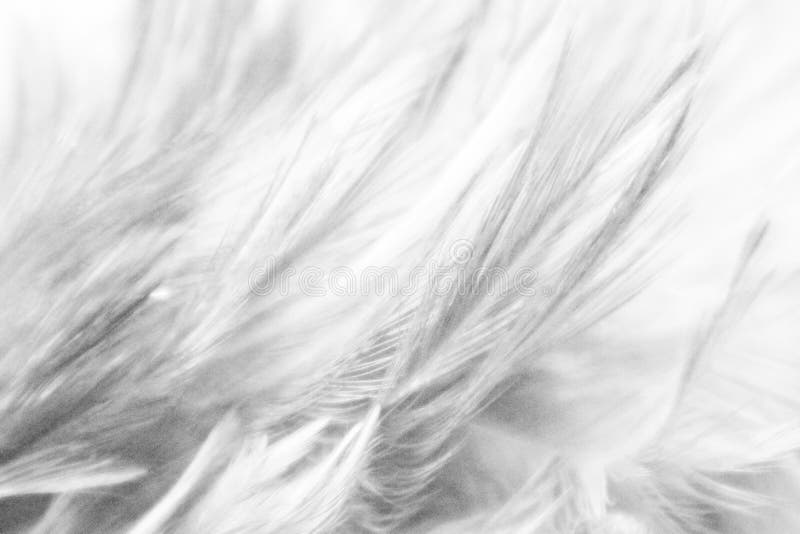 Beautiful Closeup Textures Abstract Colorful Gray and White Feathers ...