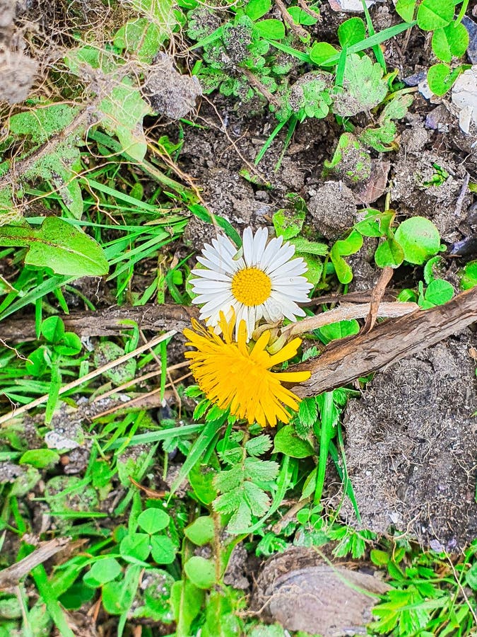 Beautiful Closeup of Two Tiny Daisy Flowers Growing in between Tree ...
