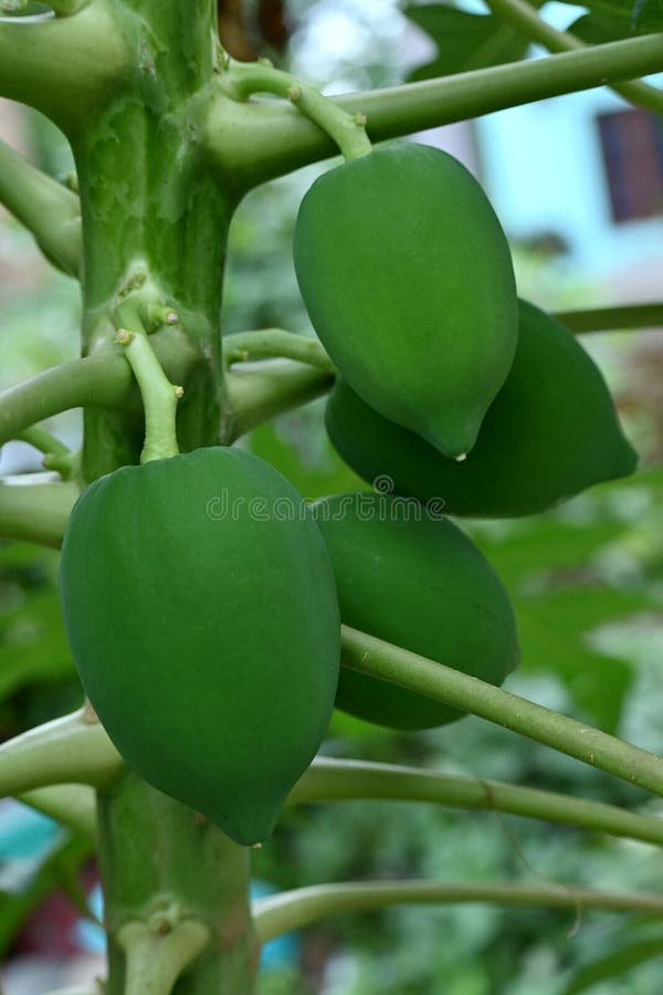 Beautiful Closeup of Unripe Papaya Stock Photo - Image of garden, food ...