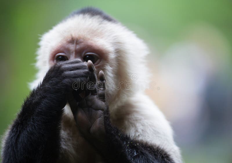 Beautiful Closeup View of a Capuchin Monkey Covering His Face on a ...