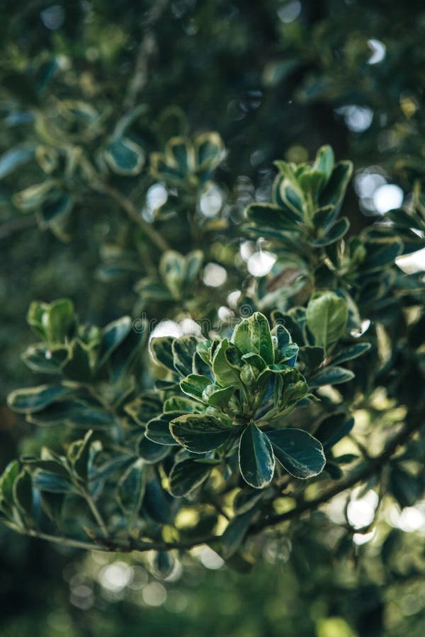 Beautiful Closeup View of the Leaves of Bushes and Trees in Spring ...