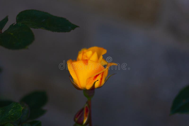 Beautiful Closeup View of One Yellow Flower-head of Rose Stock Photo ...