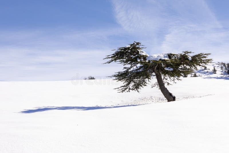 Beautiful Closeup View of a Single Pine Tree on a Flat Snow Covered ...