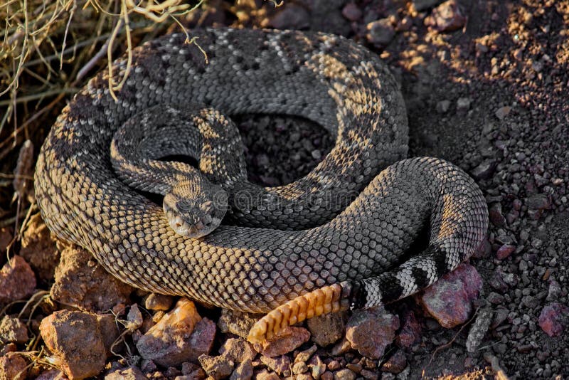 Beautiful Closeup of a Western Diamondback Rattlesnake on a Ground ...