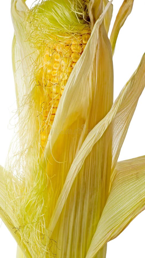 Beautiful Clothes Ear of Corn Stock Photo - Image of vegetable, nature ...