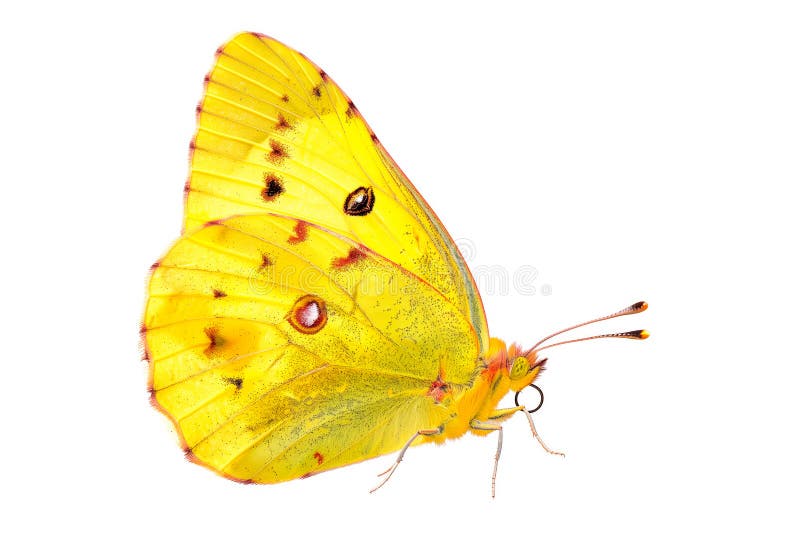 Beautiful Clouded Yellow Butterfly Isolated on a White Background with ...