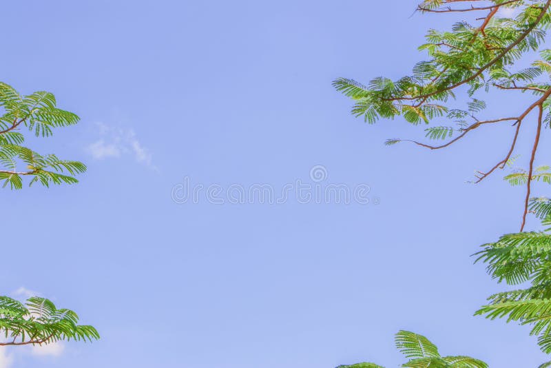 Beautiful Clouds and Sky Leaves Stock Photo - Image of cloud ...
