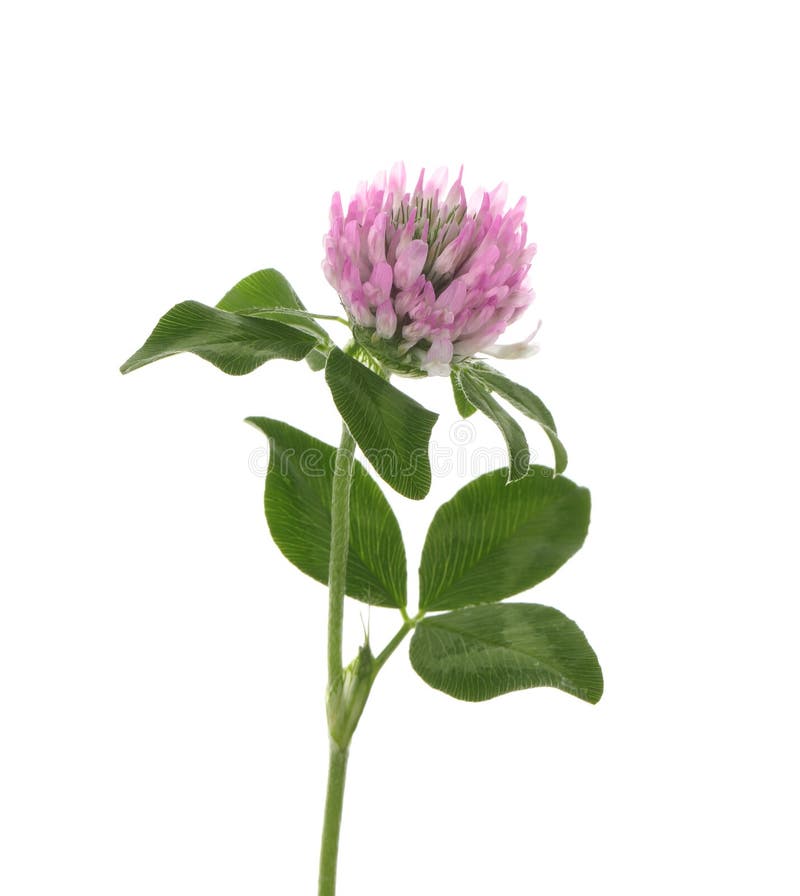 Beautiful Clover Flower with Green Leaves Isolated on White Stock Photo ...