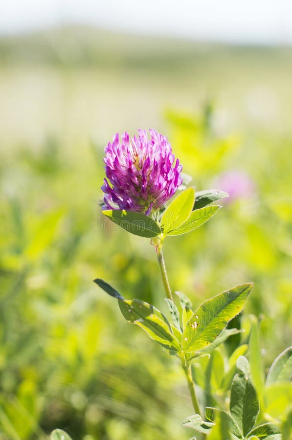 Beautiful clover flower stock image. Image of macro, green - 97864861