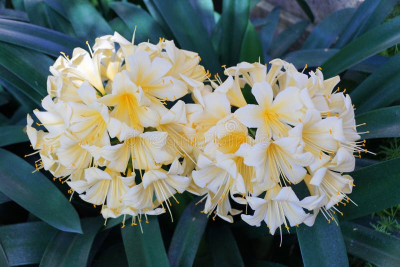 Beautiful Cluster of Yellow Clivia Flowers Stock Photo - Image of petal ...