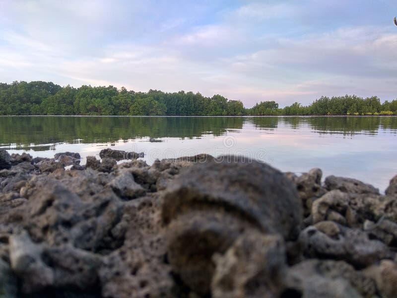 Beautiful Coastal Marsh Swamp Photo Stock Photo - Image of swamp, wave ...