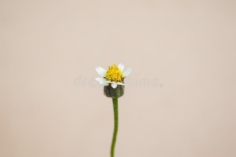 Coat Buttons Flower in Nature Garden Stock Photo - Image of bloom ...