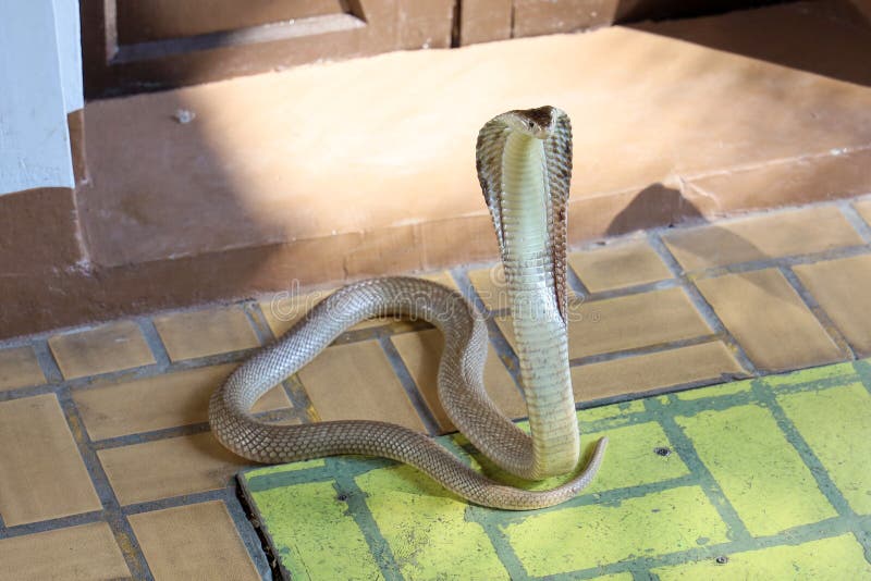 The Beautiful Cobra Snake on Cement Floor at Thailand Stock Image ...