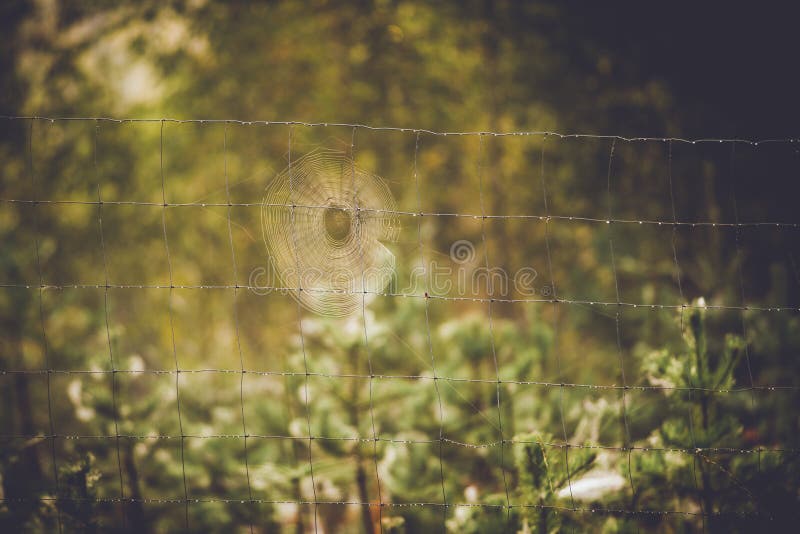 Beautiful cobweb stock image. Image of sunrise, look - 125761277