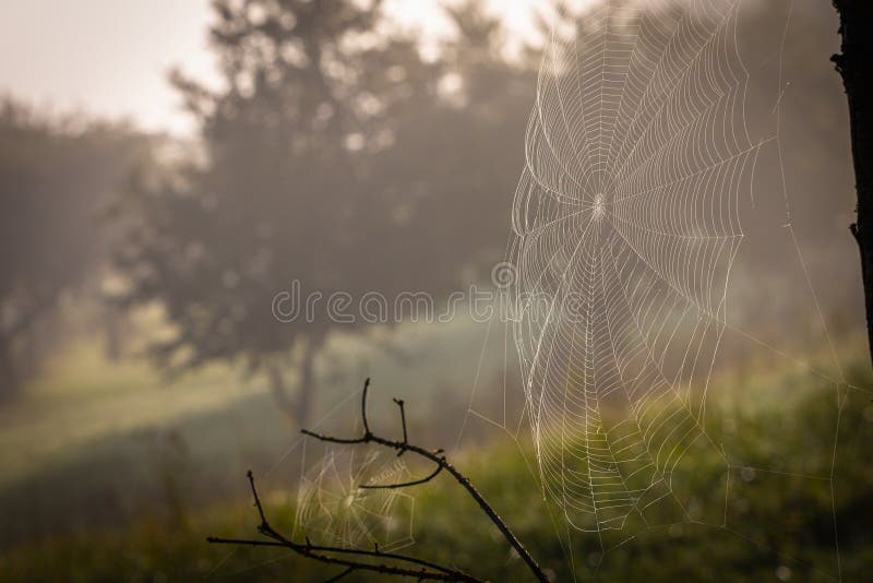 Beautiful Cobweb Morning Scene Stock Image - Image of autumn, idyllic ...