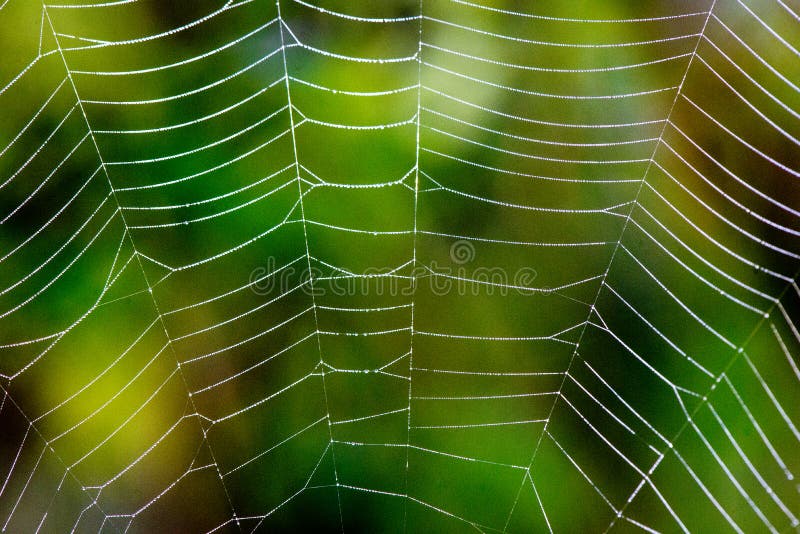 Beautiful Cobwebs in Autumn Stock Image - Image of field, flare: 77347291