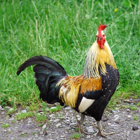 Beautiful stock image. Image of elegant, domestic, colour - 10069679