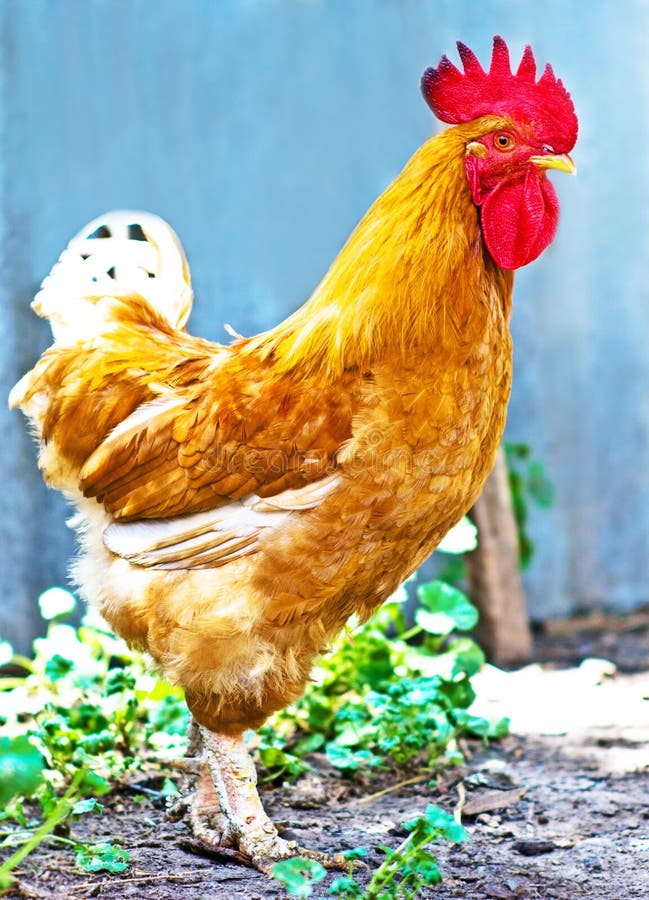 A beautiful stock photo. Image of coop, fowl, barn, claw - 25900798