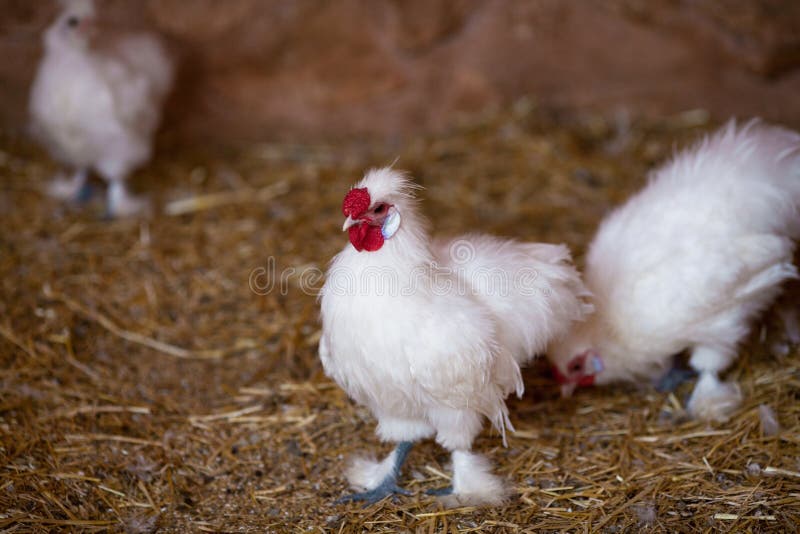 Beautiful crows stock image. Image of feathers, foul - 30622427