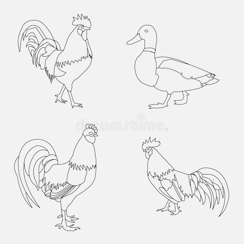 Beautiful and Duck Line Art Vector Bundle. Stock Vector - Illustration ...