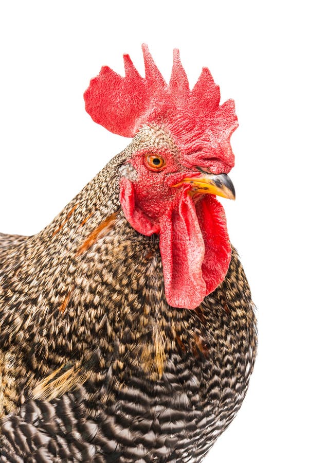 Gray Rooster Stock Photos - Download 1,034 Royalty Free Photos