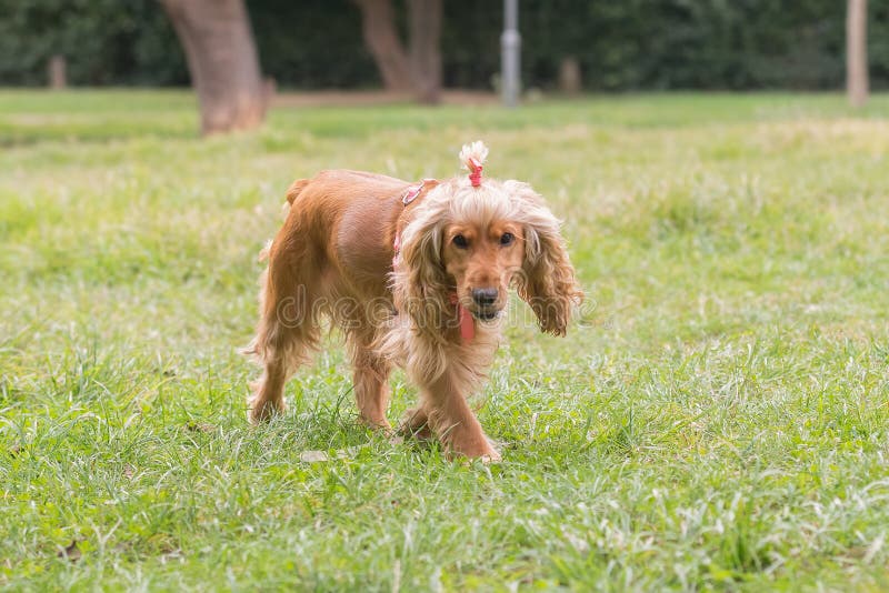 Beautiful Cocker Spaniel Dog at a Park. Stock Image - Image of adorable ...