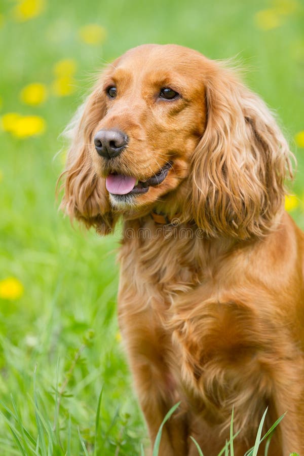 Cocker Spaniel stock photo. Image of beautiful, spaniel - 32762272