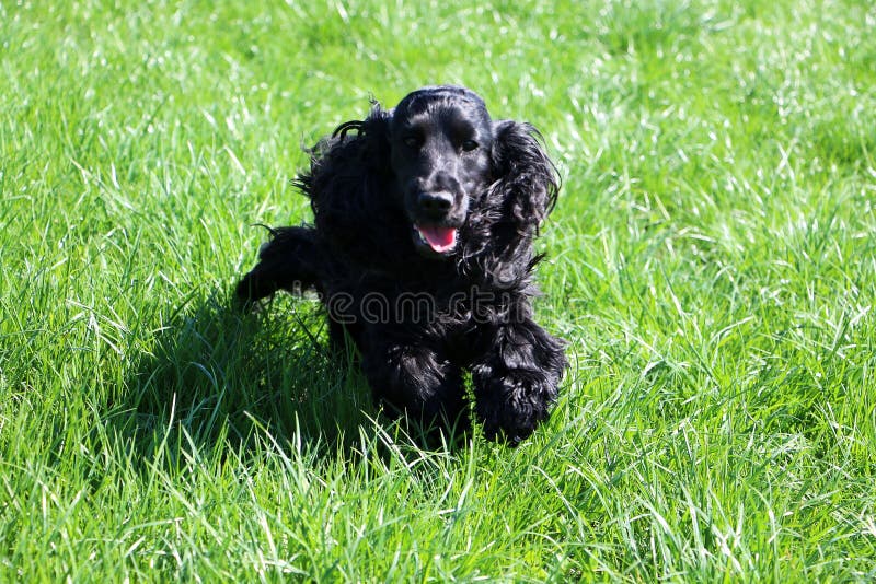Cocker Spaniel Dog Running In Field Stock Image - Image of fitness ...