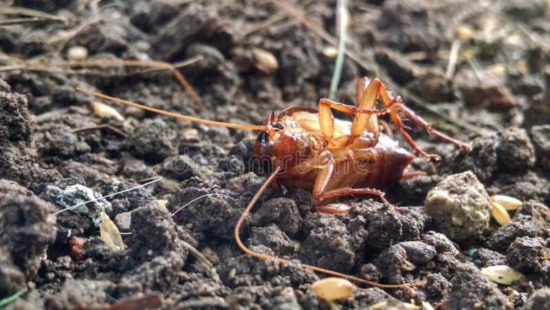 Beautiful cockroach stock image. Image of cockroach, ground - 96205871