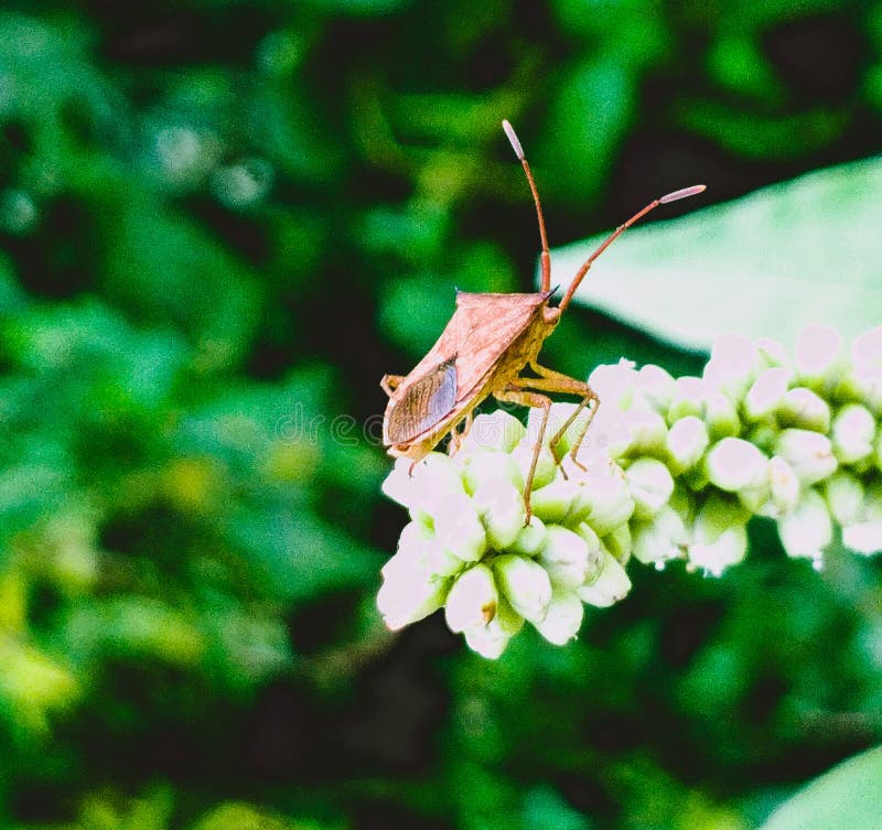 Spidernet of Nature of Colours Stock Photo - Image of colours ...