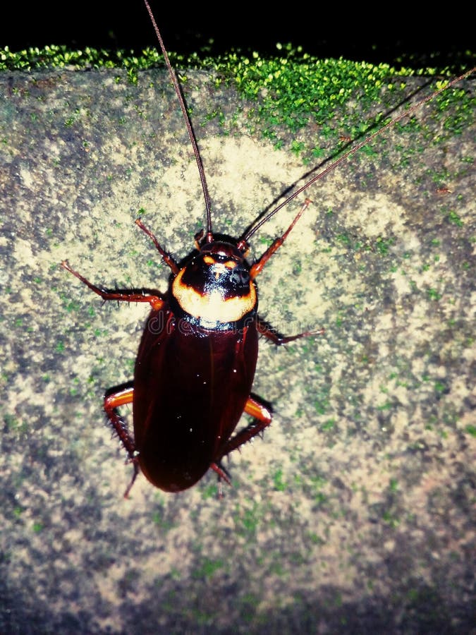 A beautiful cockroach stock photo. Image of nature, cockroach - 118431540