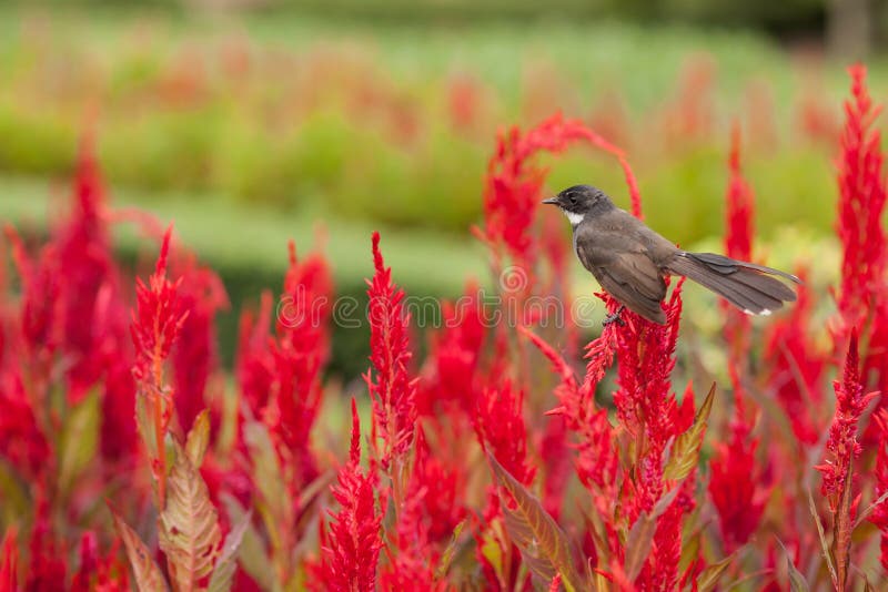 Beautiful Cockscomb Red Flowers in the Field with Bird on the Top of it ...