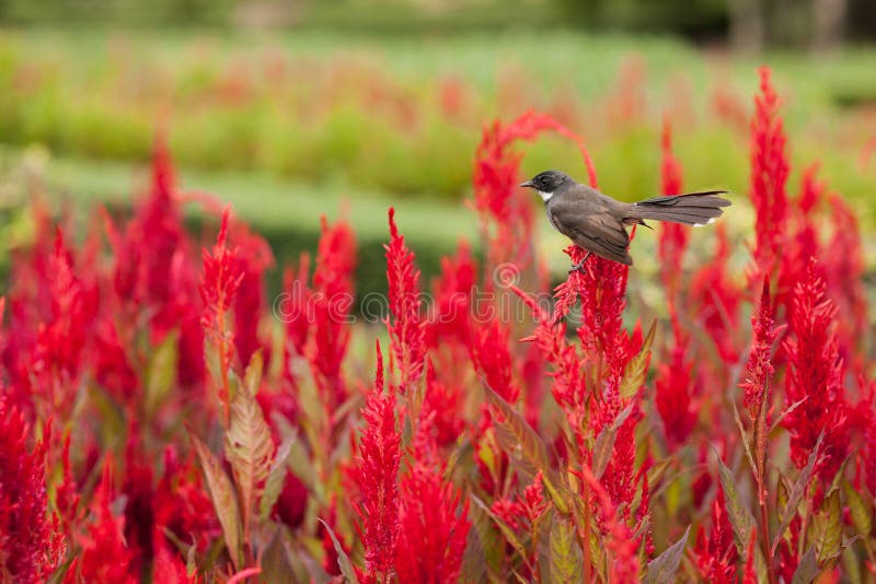 Beautiful Cockscomb Red Flowers Field Bird Top Stock Photos - Free ...