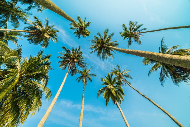 Beautiful Coconut Palm Tree on Blue Sky Stock Image - Image of leaf ...