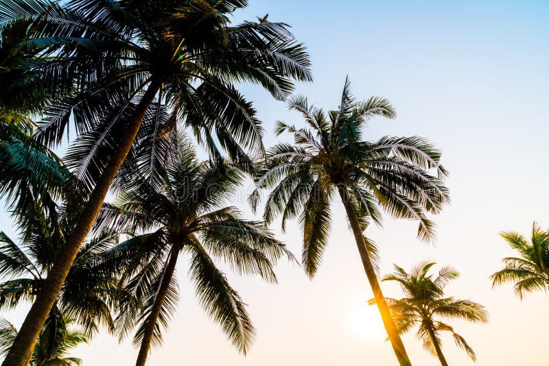 Beautiful Coconut Palm Tree with Sunset Stock Image - Image of ...