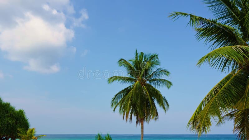 Beautiful Coconut Palm Trees Blue Sky Background Stock Video - Video of ...